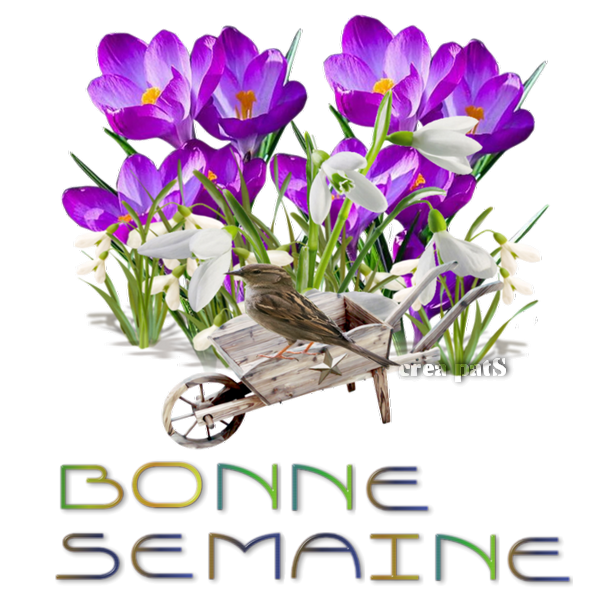 bonjour tout le monde